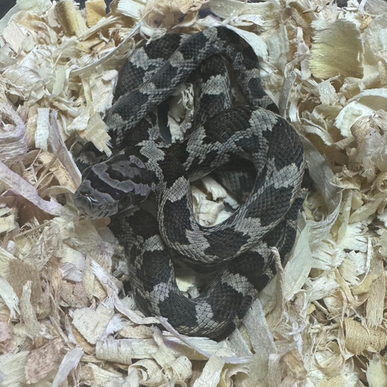 Texas Rat Het Scaleless Western Rat Snake by Terra-Fauna Exotics