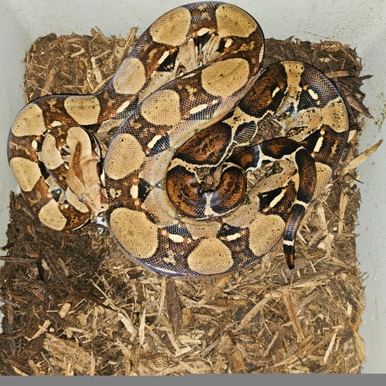 Kubsch Pastel Boa Constrictor by Terra-Fauna Exotics