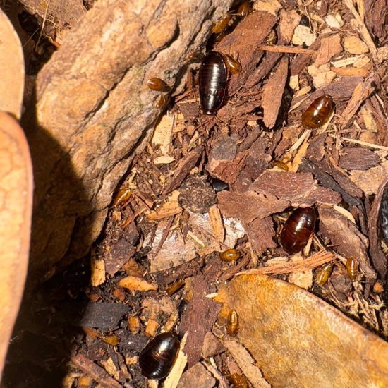 Little Kenyan Roaches 30ct Cockroach by Terra-Fauna Exotics