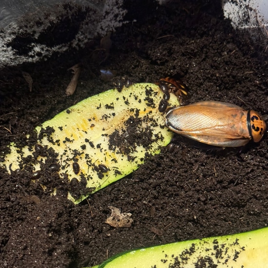 6 Spot Roaches 40ct Cockroach by Terra-Fauna Exotics