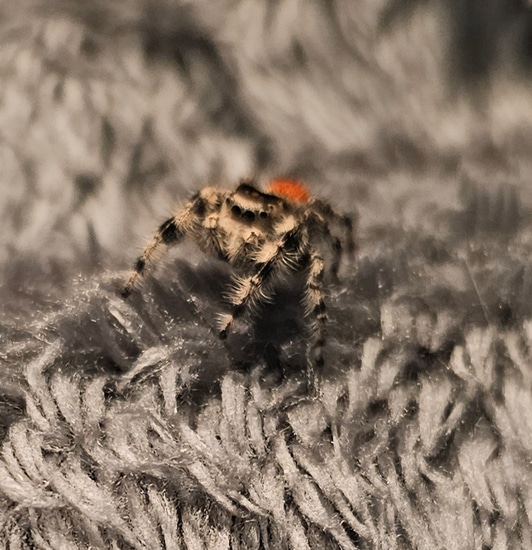 Edgar- California Red (Phidippus Adumbratus) Jumping Spider by Terra ...