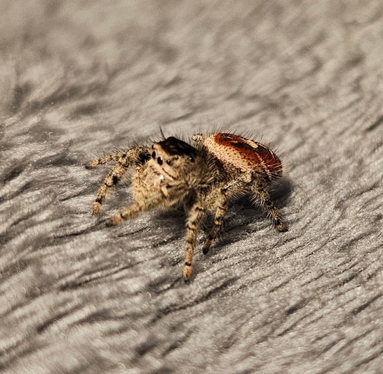 Morella-California Red (Phidippus Adumbratus) Jumping Spider by Terra ...