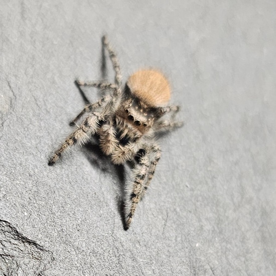 Alessandra- California Red (Phidippus Adumbratus) Jumping Spider by ...
