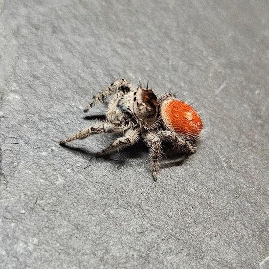 Eleonora- California Red (Phidippus Adumbratus) Jumping Spider by Terra ...