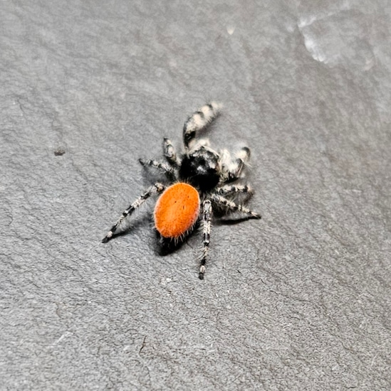 Allen- California Red (Phidippus Adumbratus) Jumping Spider by Terra ...