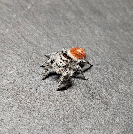 Raven- California Red (Phidippus Adumbratus) Jumping Spider by Terra ...