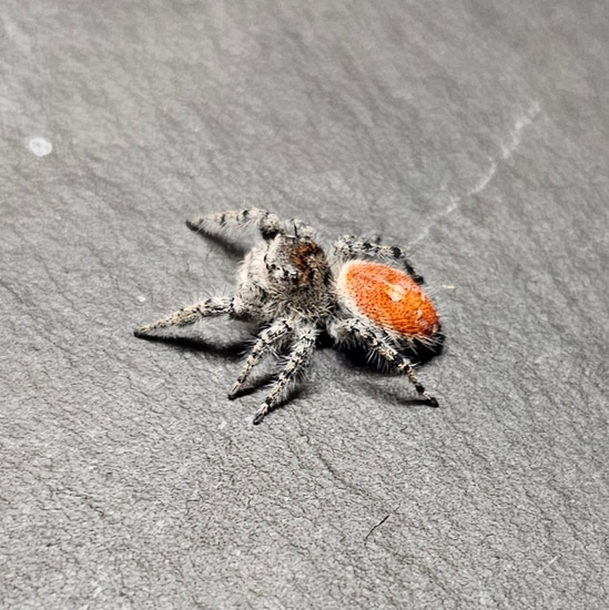 Rowena- California Red (Phidippus Adumbratus) Jumping Spider by Terra ...