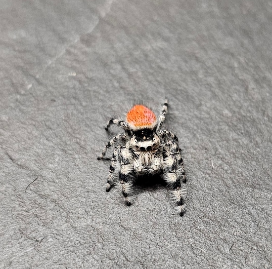 Poe- California Red (Phidippus Adumbratus) Jumping Spider by Terra ...
