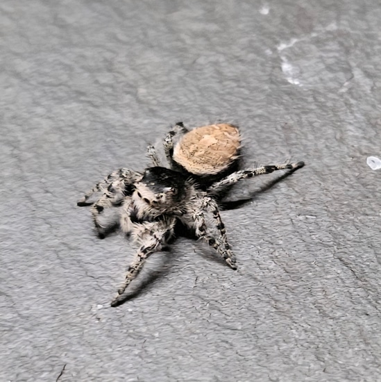 Sadie- California Red (Phidippus Adumbratus) Jumping Spider by Terra ...