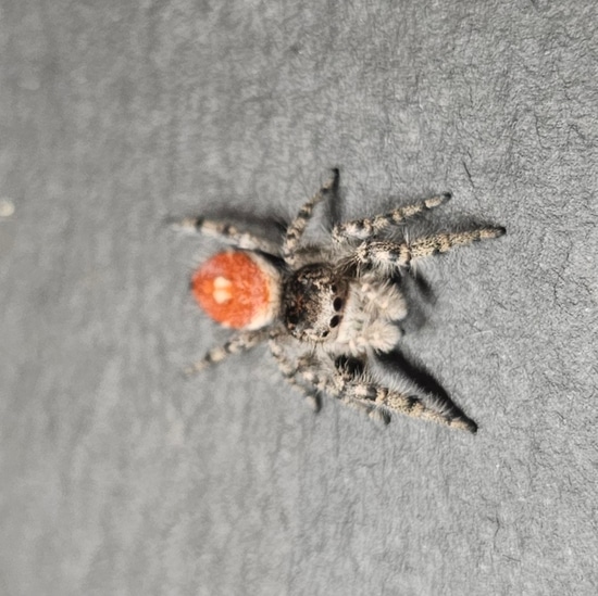Karen- California Red (Phidippus Adumbratus) Jumping Spider by Terra ...