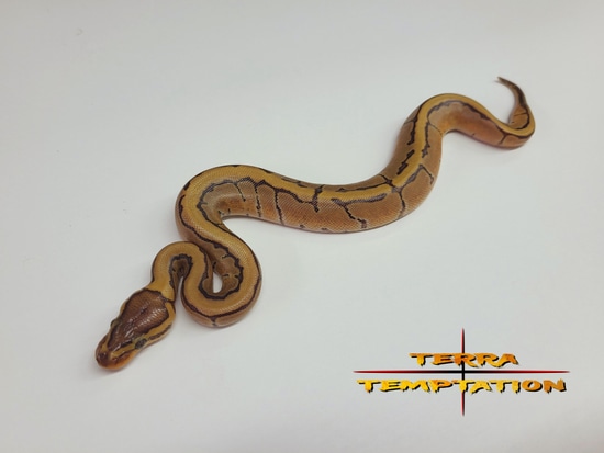 Pinstripe TH Ultramel Clown Pied Ball Python by Terra Temptation
