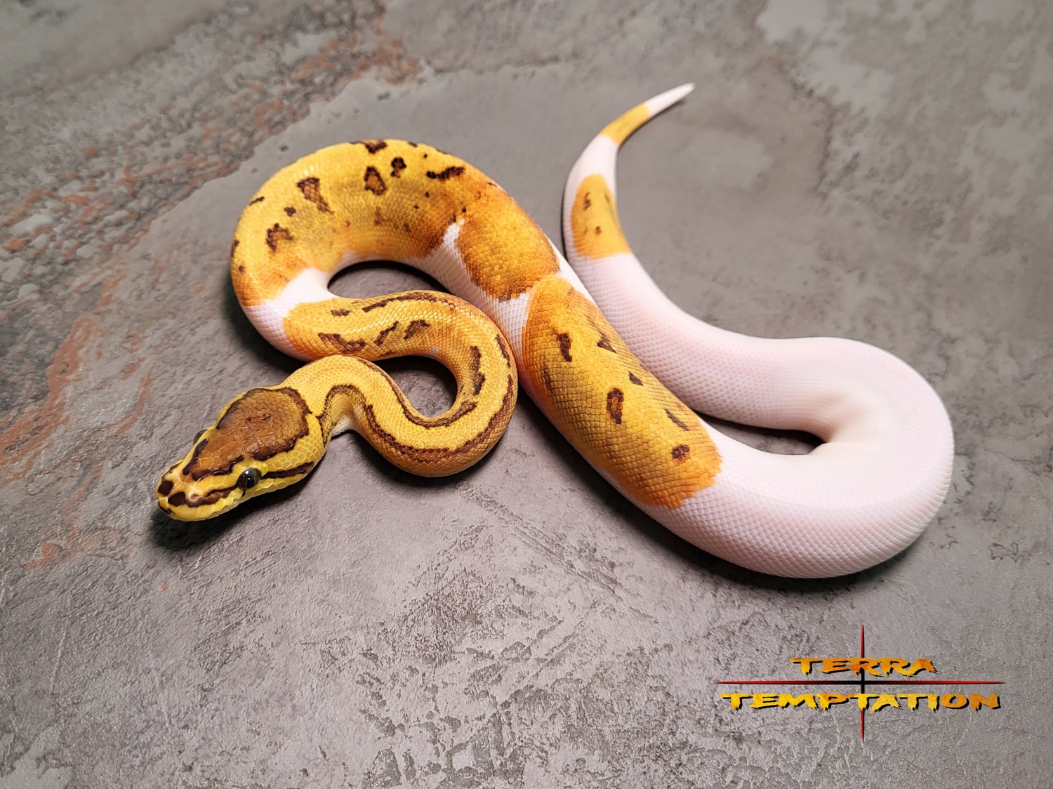 Enchi Pinstripe Pied Het Desert Ghost Ball Python by Terra Temptation - MorphMarket