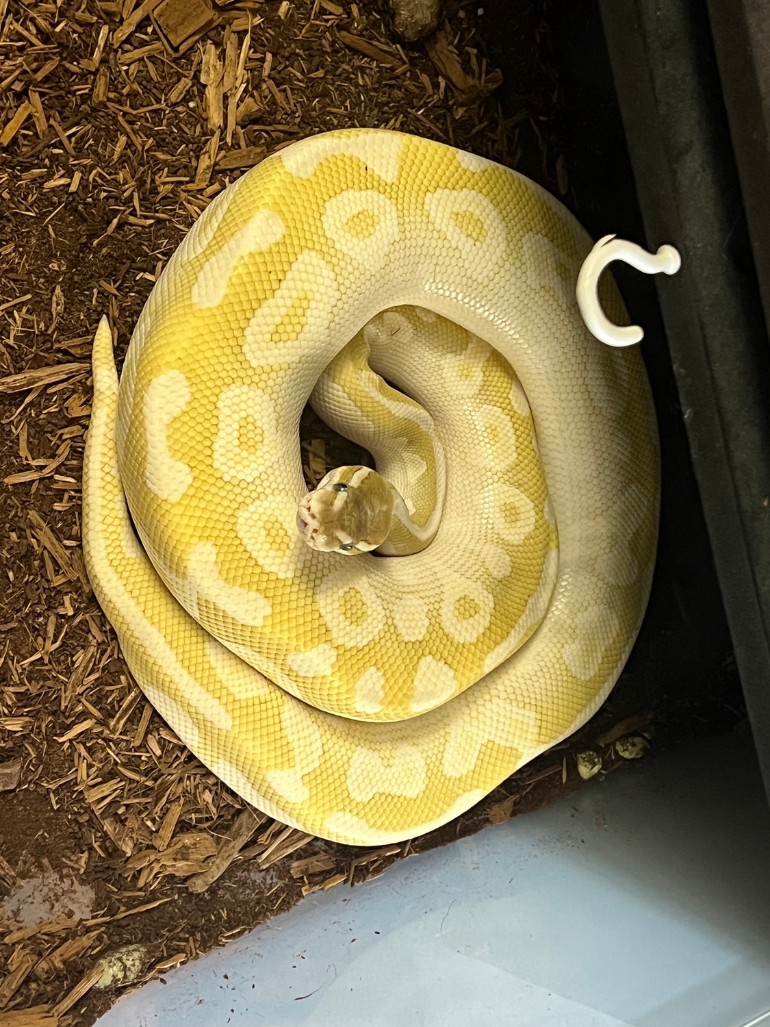 Phantom Special 50% Het Clown Ball Python by PokeBall Pythons - MorphMarket