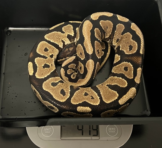 Yellowbelly 100% Dbl Het Dreamsicle (Yellowbelly Het Lavender Het Pied) Ball Python by PokeBall ...