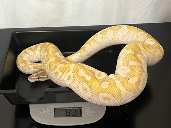 Phantom Special 50% Het Clown Ball Python by PokeBall Pythons