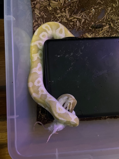 Phantom Special Ball Python by PokeBall Pythons