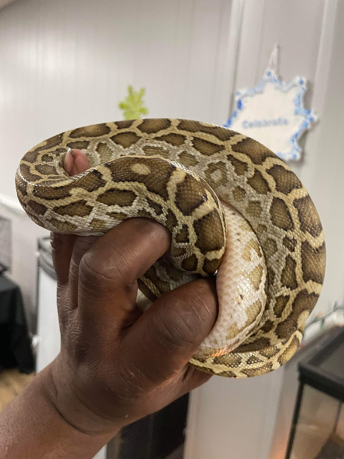 Hypo Burmese Python by Feathers and fins - MorphMarket