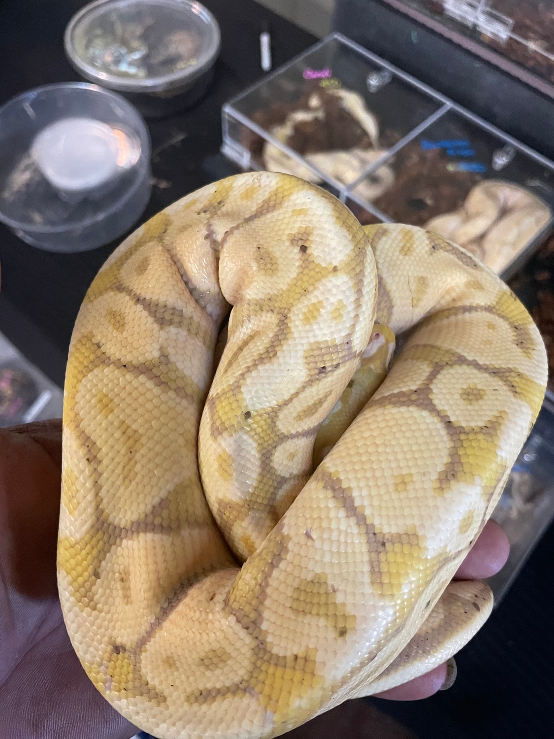 Banana Pastel Ball Python by Feathers and fins - MorphMarket