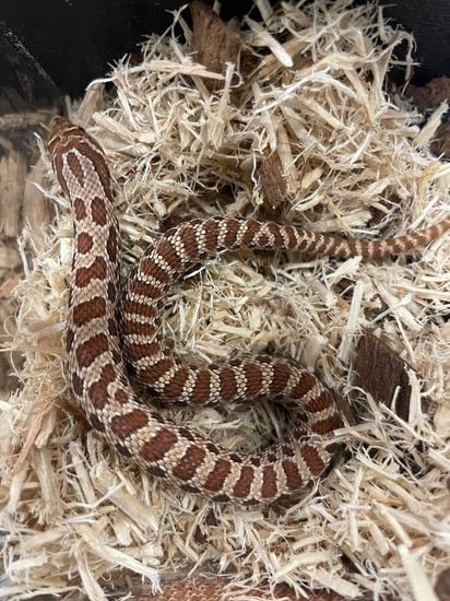 Red Phase Western Hognose by Feathers fins and furs