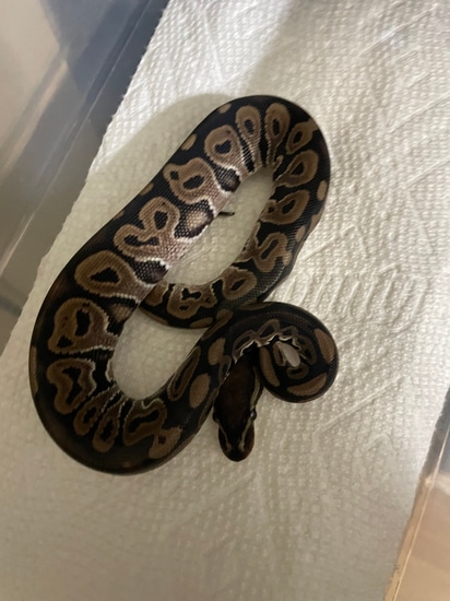 Chocolate Lori Ball Python by Feathers fins and furs