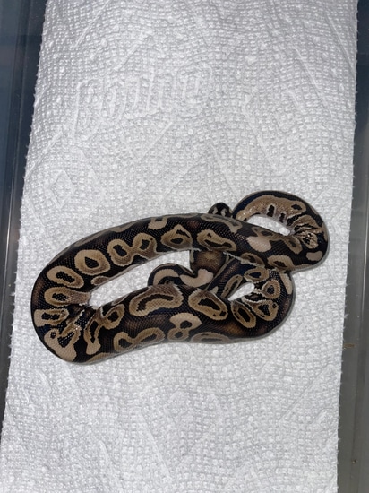 Chocolate Lori Arroyo Ball Python by Feathers fins and furs