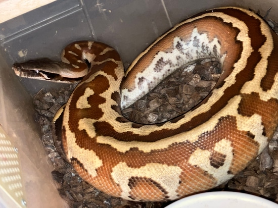 Matrix Blood Python by Feathers fins and furs