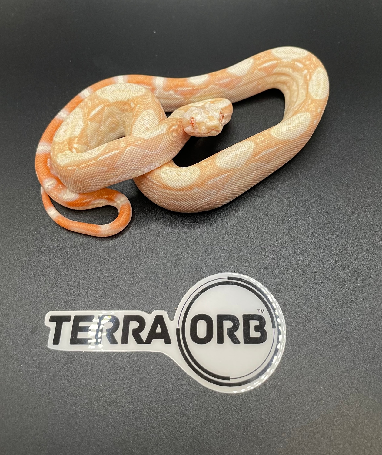 Albino Boa Constrictor by TerraOrb - MorphMarket
