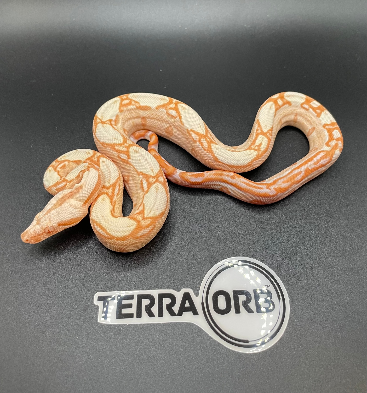 Sunglow Boa Constrictor by TerraOrb - MorphMarket