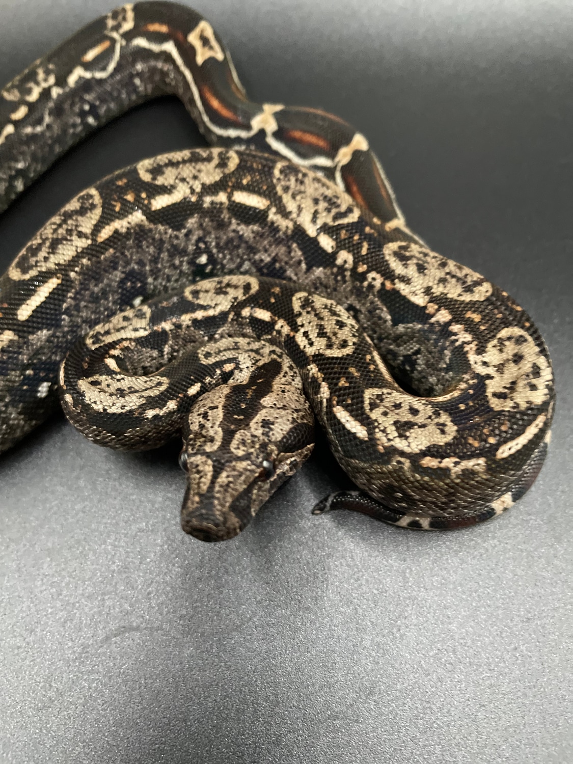 IMG Het Leopard Boa Constrictor by TerraOrb - MorphMarket