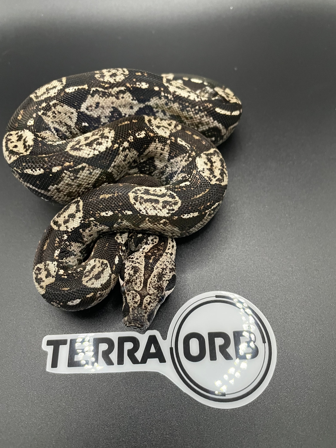 IMG Boa Constrictor by TerraOrb - MorphMarket