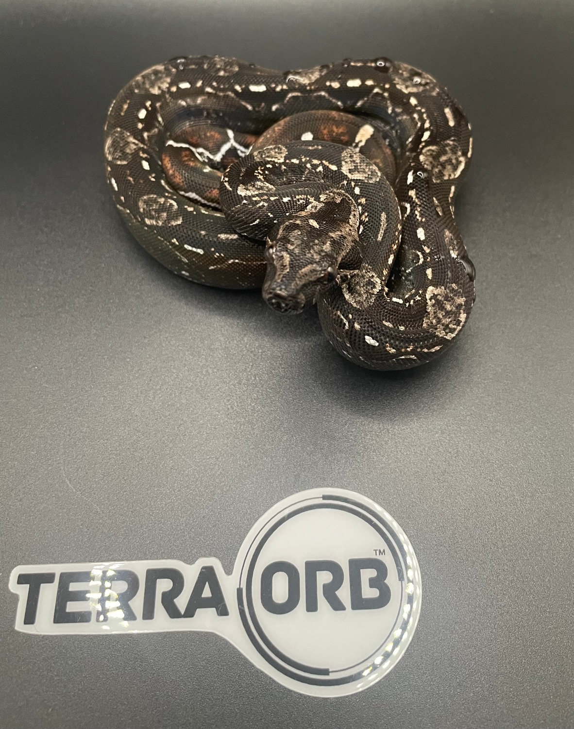 IMG Het Leopard Boa Constrictor by TerraOrb - MorphMarket