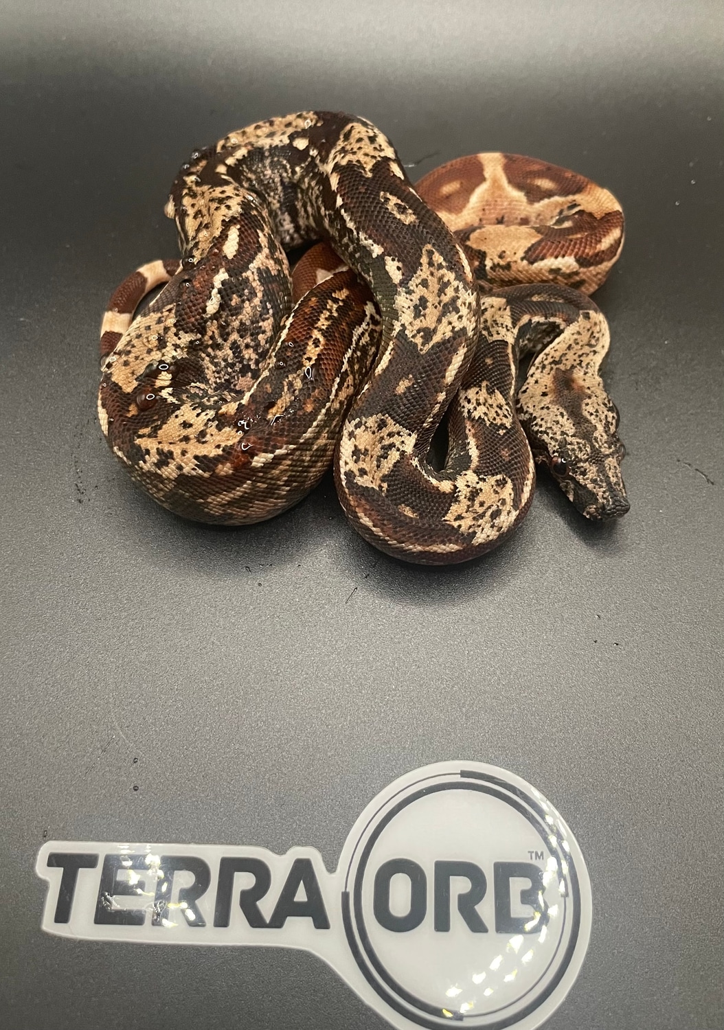 Hypo IMG Het Leopard Boa Constrictor by TerraOrb - MorphMarket