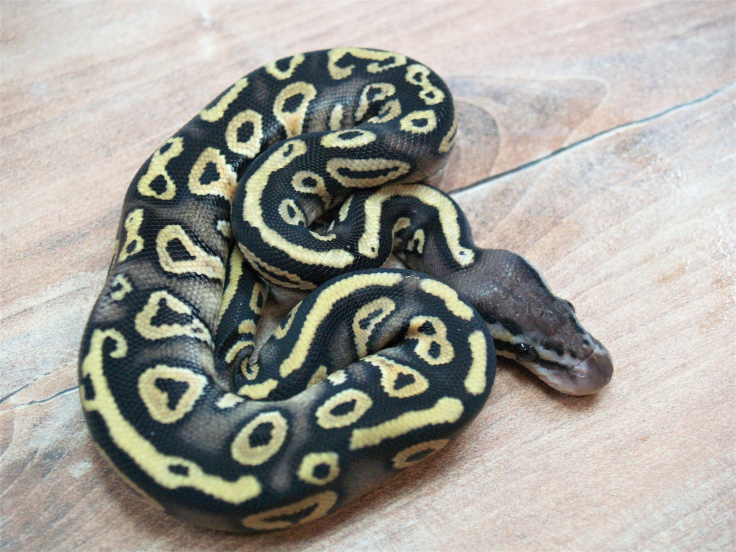 Pastel Phantom Asphalt/YB Ball Python by Terratorium - MorphMarket