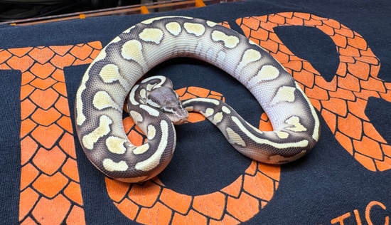 Pastel Lesser Yellowbelly Desert Ghost 100% Het Hypo Ball Python by ...