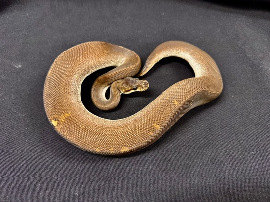 Super Cinnamon Ball Python by Tatom’s Exotic Reptiles