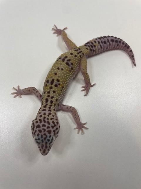 Hypo Mack Snow Leopard Gecko by Terrestrial Reptiles - MorphMarket