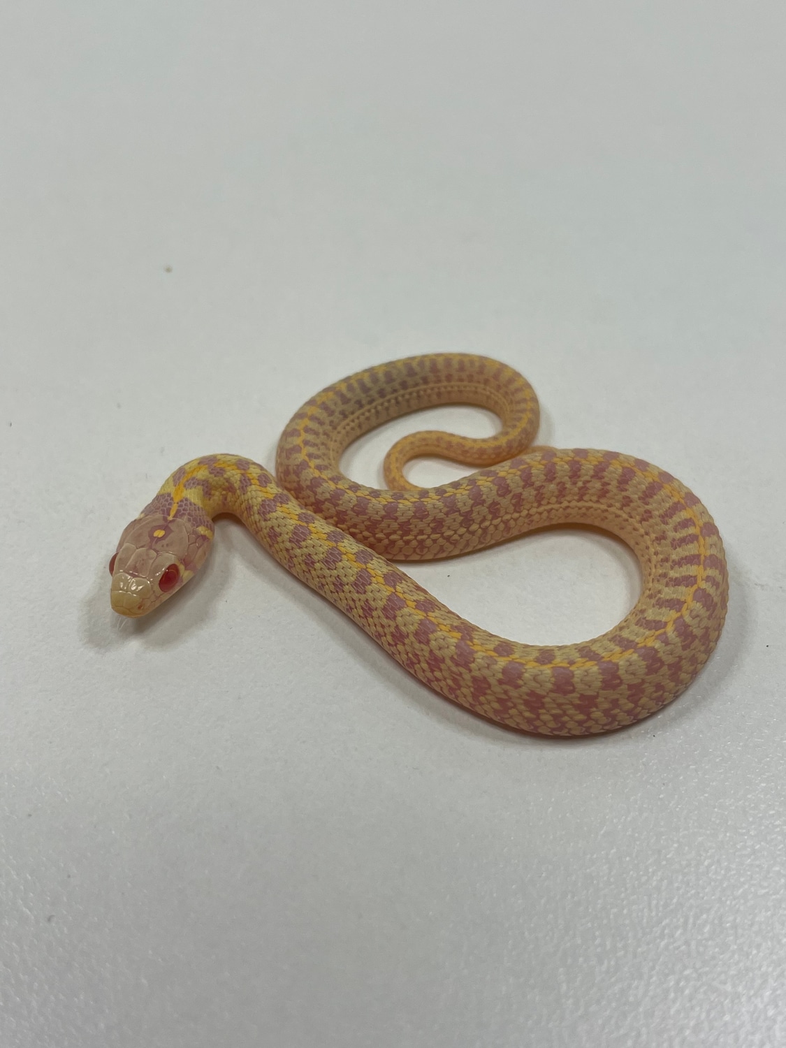 Albino Checkered Garter Snake by Terrestrial Reptiles - MorphMarket