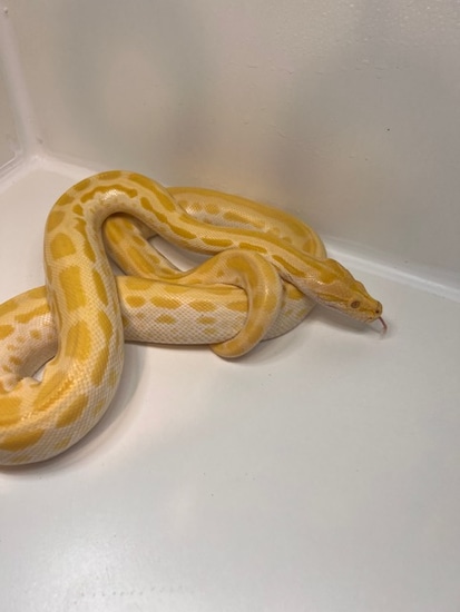 Pearl Burmese Python by Terrestrial Reptiles