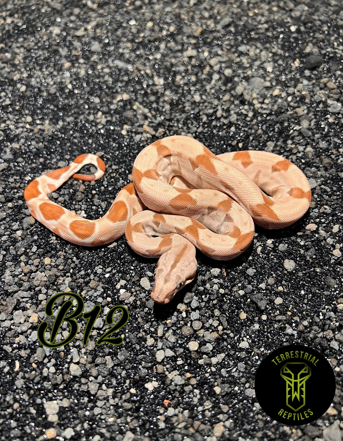 Hypo Jungle Het Kahl Albino Boa Constrictor by Terrestrial Reptiles - MorphMarket