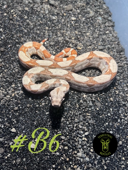 Hypo Jungle 100% Het Kahl Albino Red Tail Boa Boa Constrictor by ...