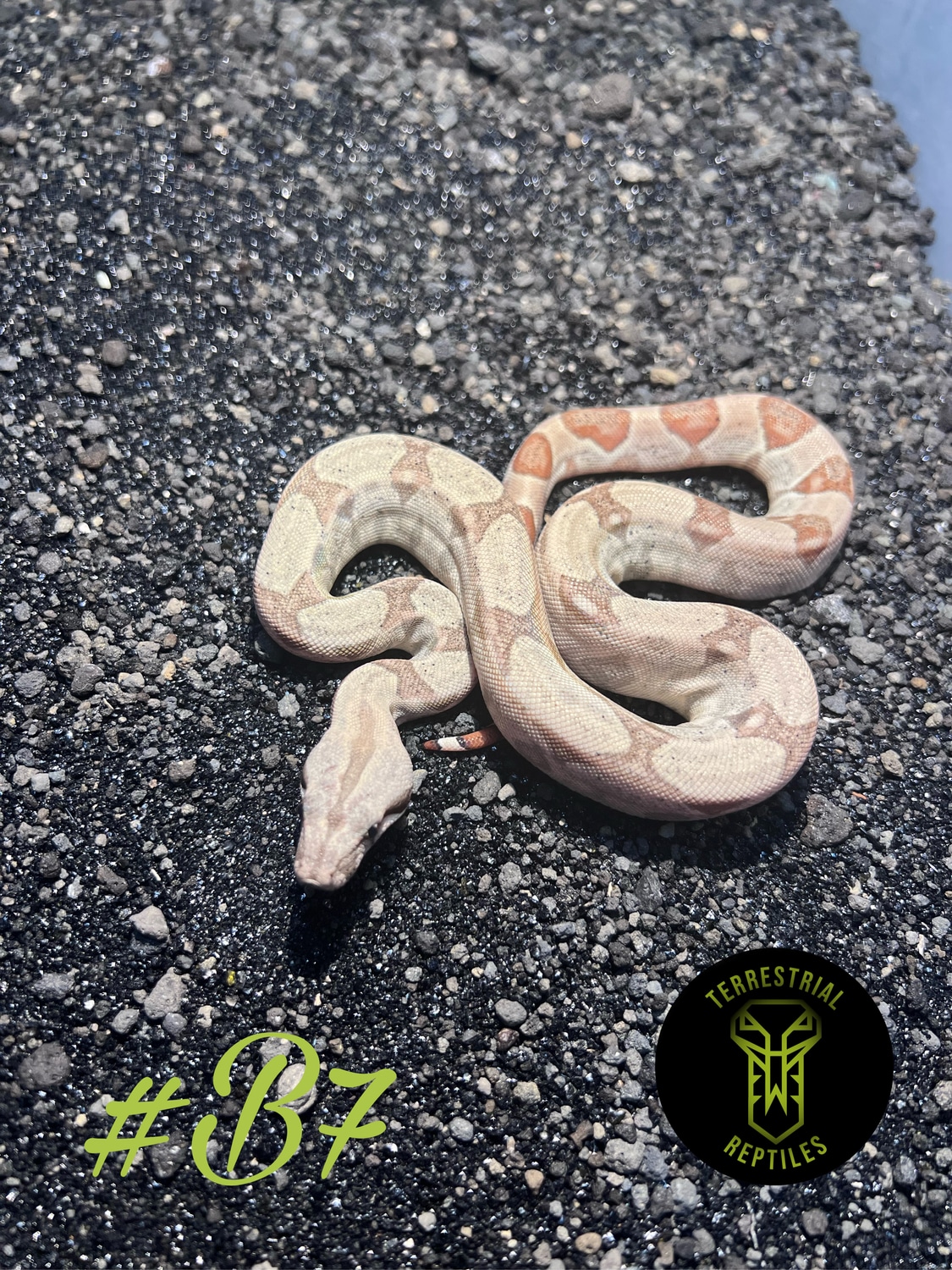 Hypo Jungle 100% Het Kahl Albino Red Tail Boa Boa Constrictor by Terrestrial Reptiles - MorphMarket