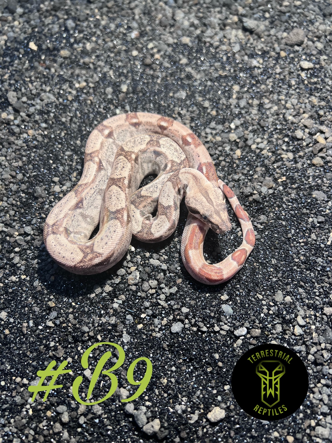 Hypo Jungle 100% Het Kahl Albino Red Tail Boa Boa Constrictor by Terrestrial Reptiles - MorphMarket