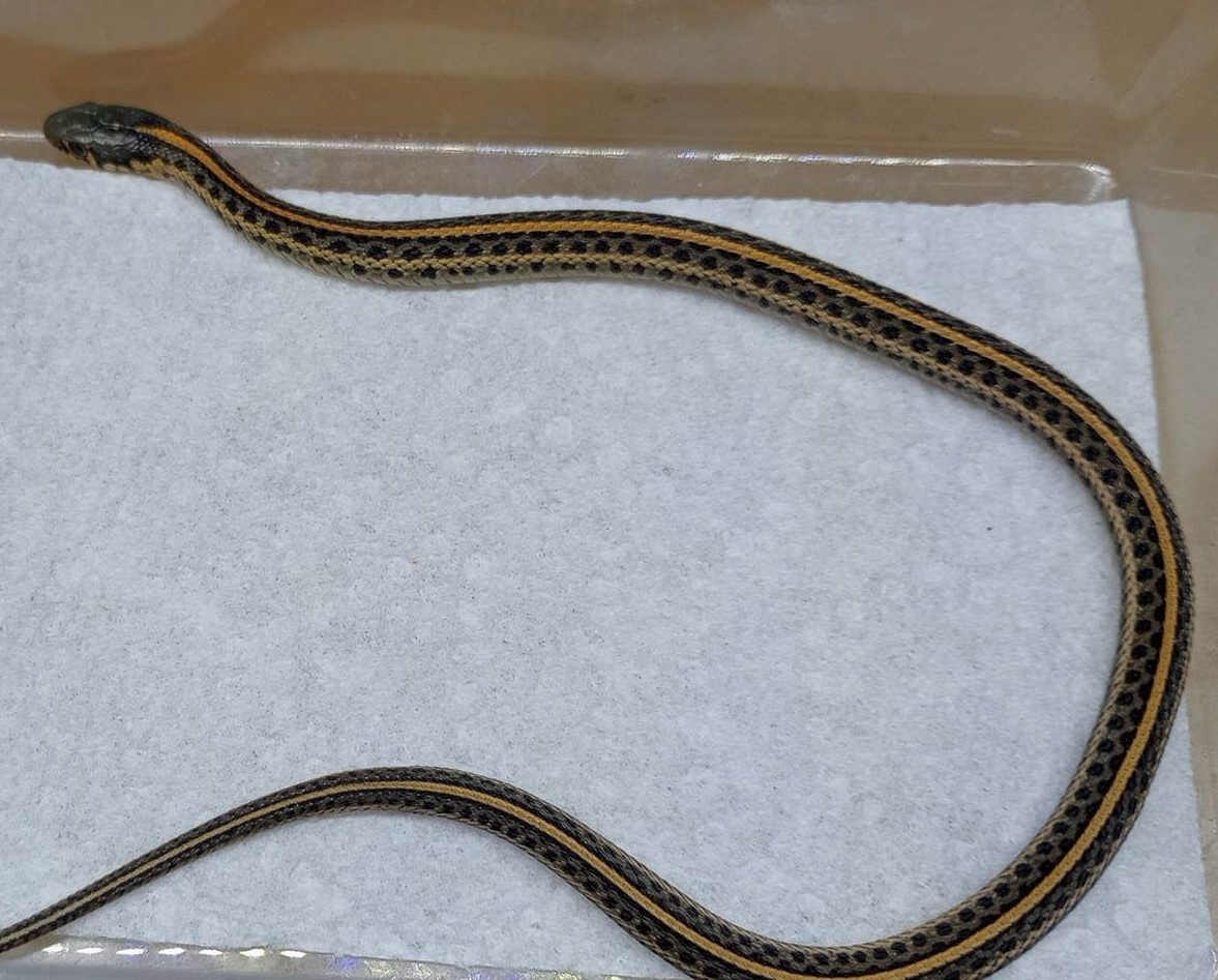 Normal, Thamnophis Radix, Plains, PH Albino, PH Anery/Melanistic Garter ...