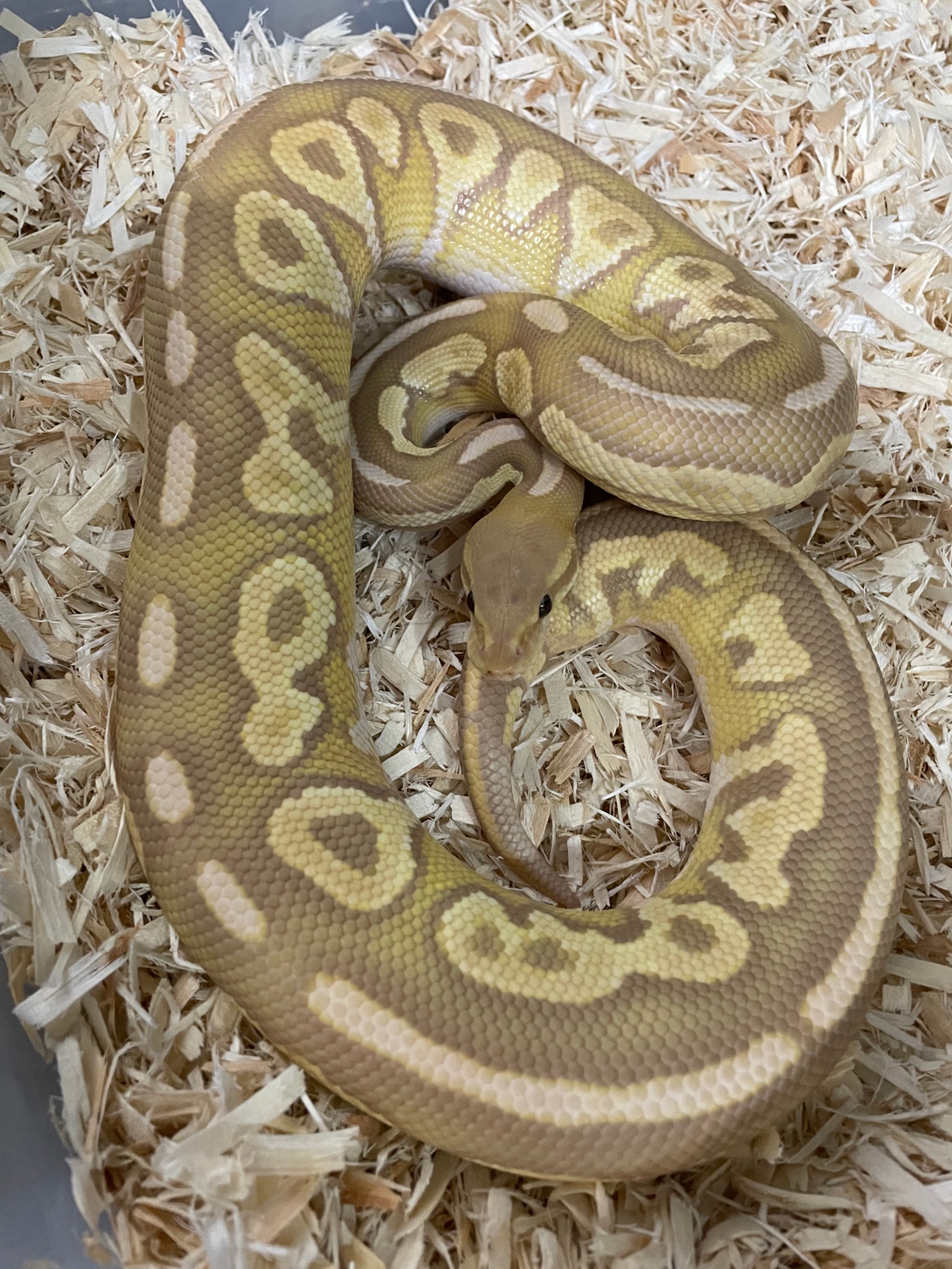 Ultramel Cinnamon Mojave Ball Python by Terry Maheuron - MorphMarket