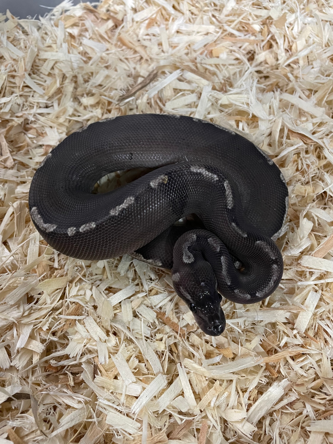 Super GHI Mojave Ball Python by Terry Maheuron - MorphMarket
