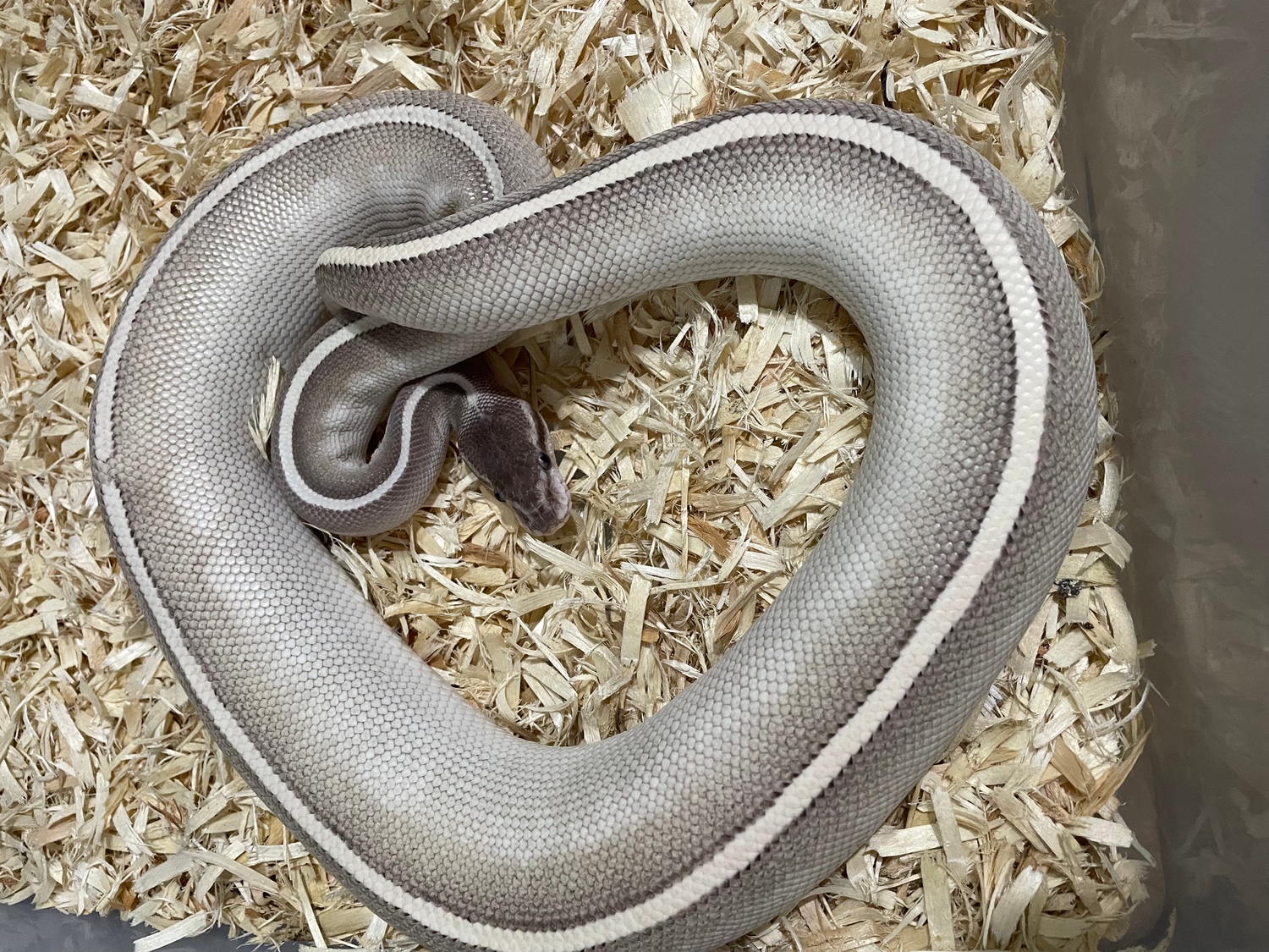 Mystic Potion Ball Python by Terry Maheuron - MorphMarket