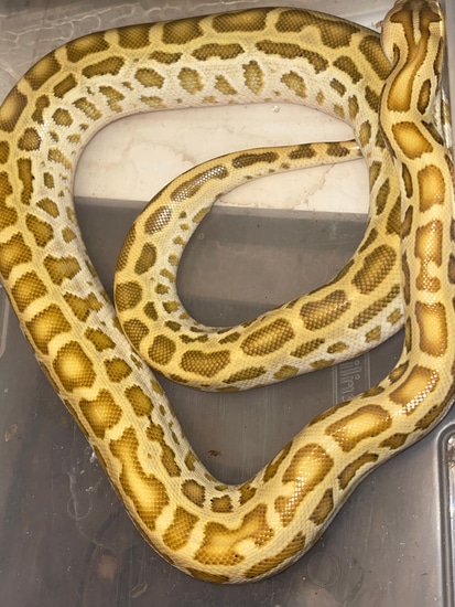 Hypo Paradox Burmese Python by Big Daddy’s Reptiles and more