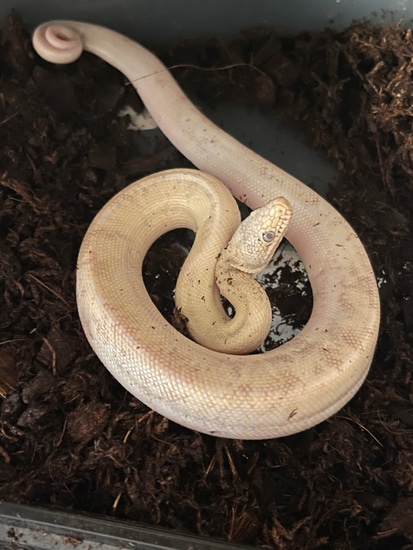 Columbian Leucistic Blue Eyed Boa Boa Constrictor by Big Daddy’s ...