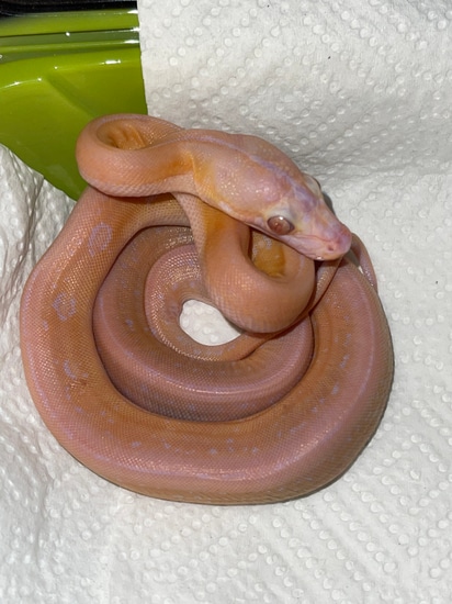 White Phase Motley Suntiger Reticulated Python by Big Daddy’s Reptiles ...