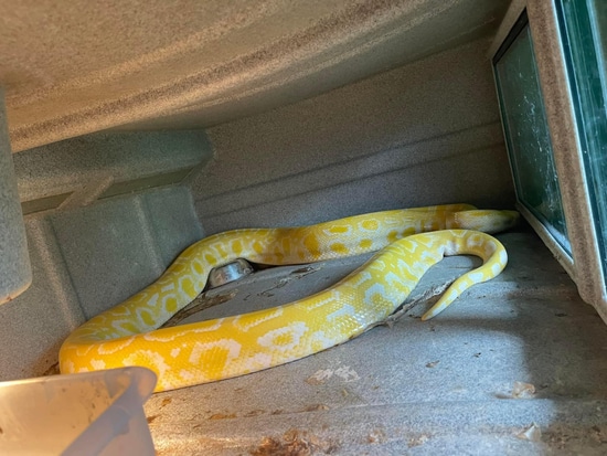 Albino Burm Burmese Python by Big Daddy’s Reptiles and more